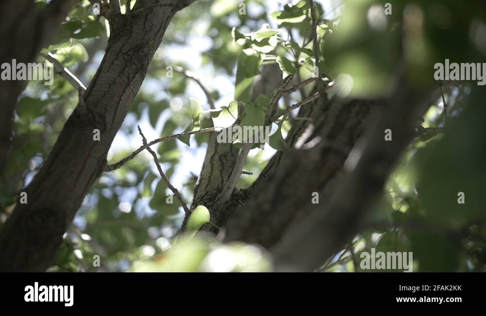 Glorious tree Stock Videos & Footage - HD and 4K Video Clips - Alamy