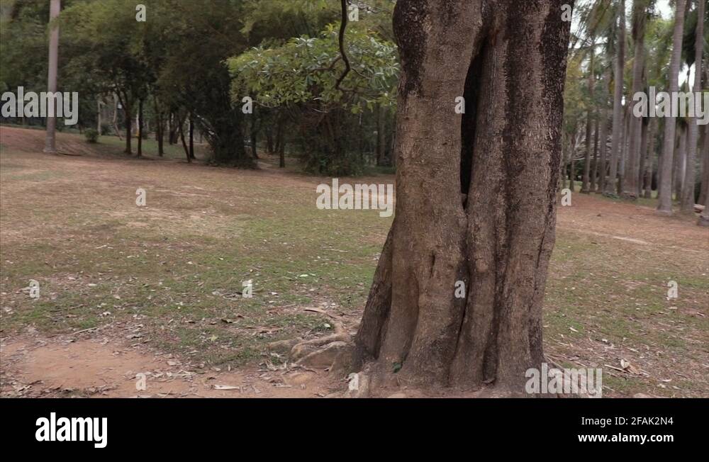 China tree park Stock Videos & Footage - HD and 4K Video Clips - Alamy