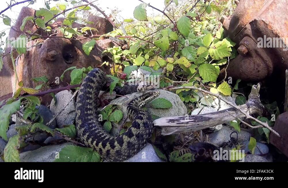 Adder uk Stock Videos & Footage - HD and 4K Video Clips - Alamy