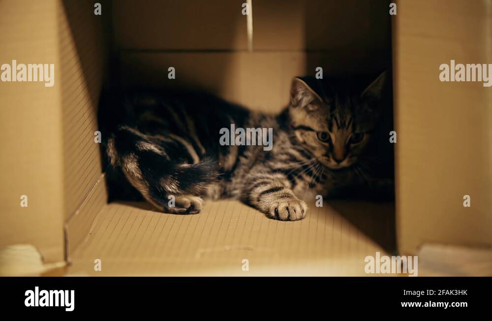 Inside the box Stock Videos & Footage - HD and 4K Video Clips - Alamy