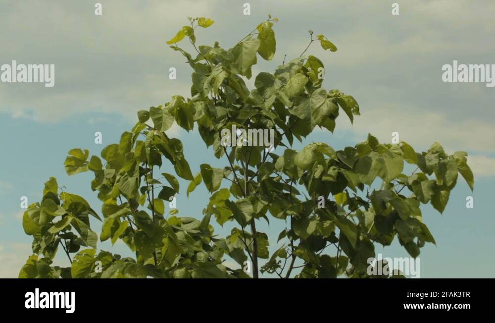 Droopy tree Stock Videos & Footage - HD and 4K Video Clips - Alamy