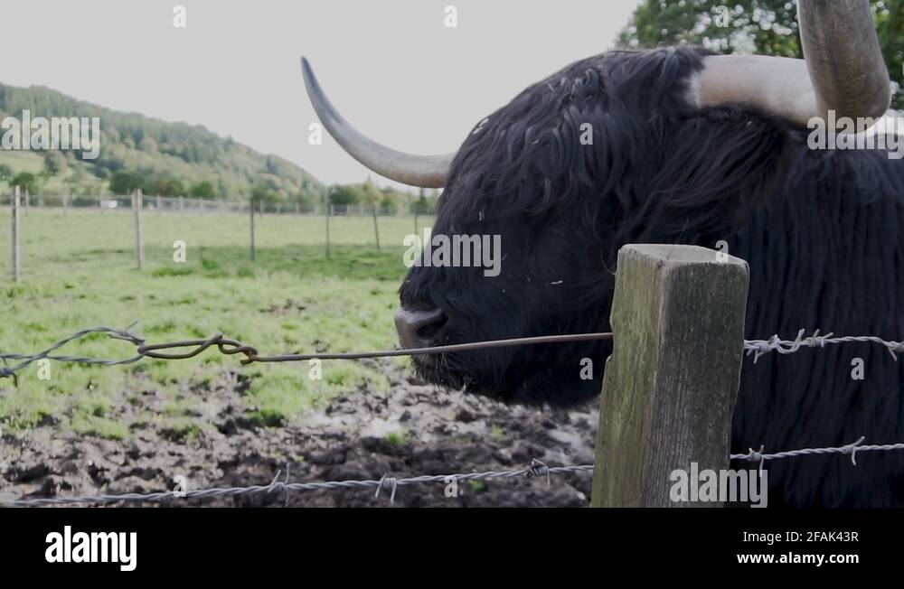 Bull highland cow Stock Videos & Footage - HD and 4K Video Clips - Alamy