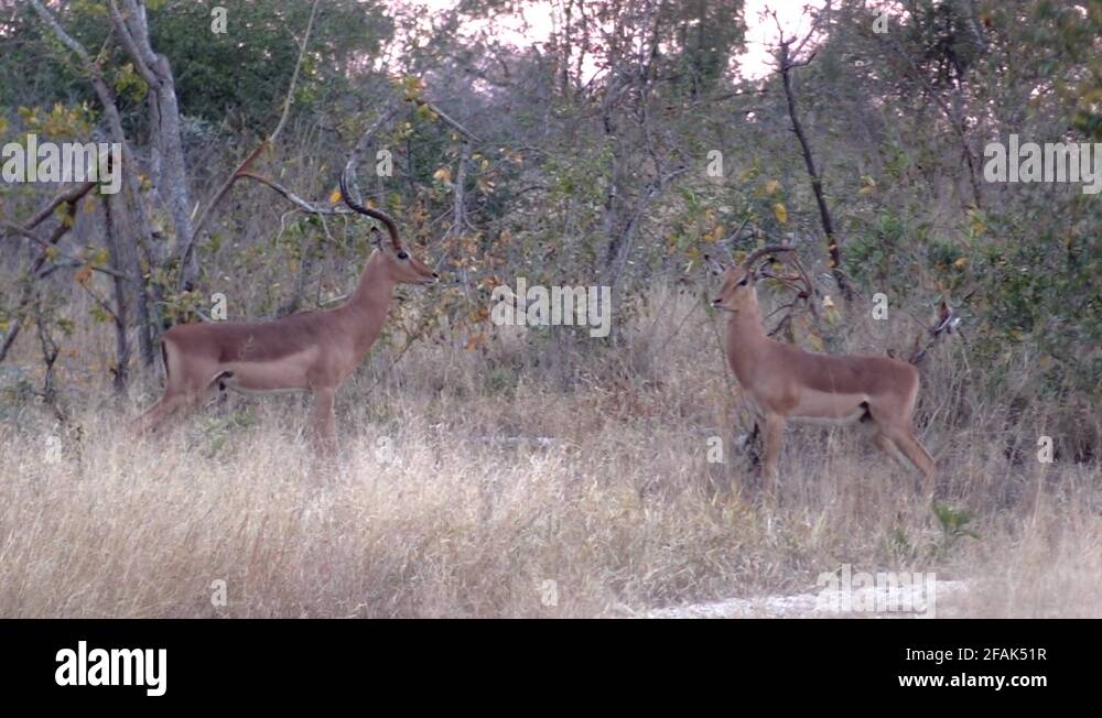 Antelope eye Stock Videos & Footage - HD and 4K Video Clips - Alamy