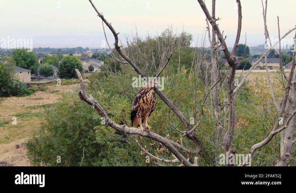 Hawk in nature Stock Videos & Footage - HD and 4K Video Clips - Alamy