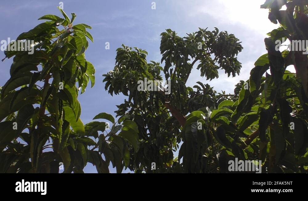 Ombú Stock Videos & Footage - HD and 4K Video Clips - Alamy