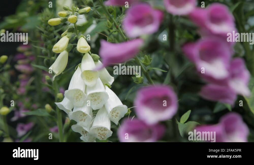 Foxglove border Stock Videos & Footage - HD and 4K Video Clips - Alamy