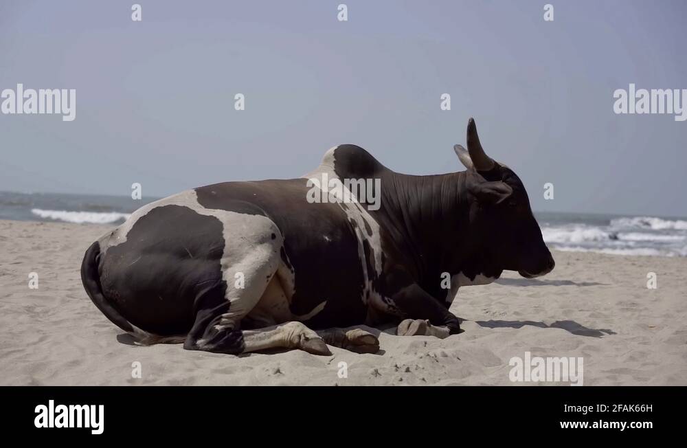 Humpback cow Stock Videos & Footage - HD and 4K Video Clips - Alamy
