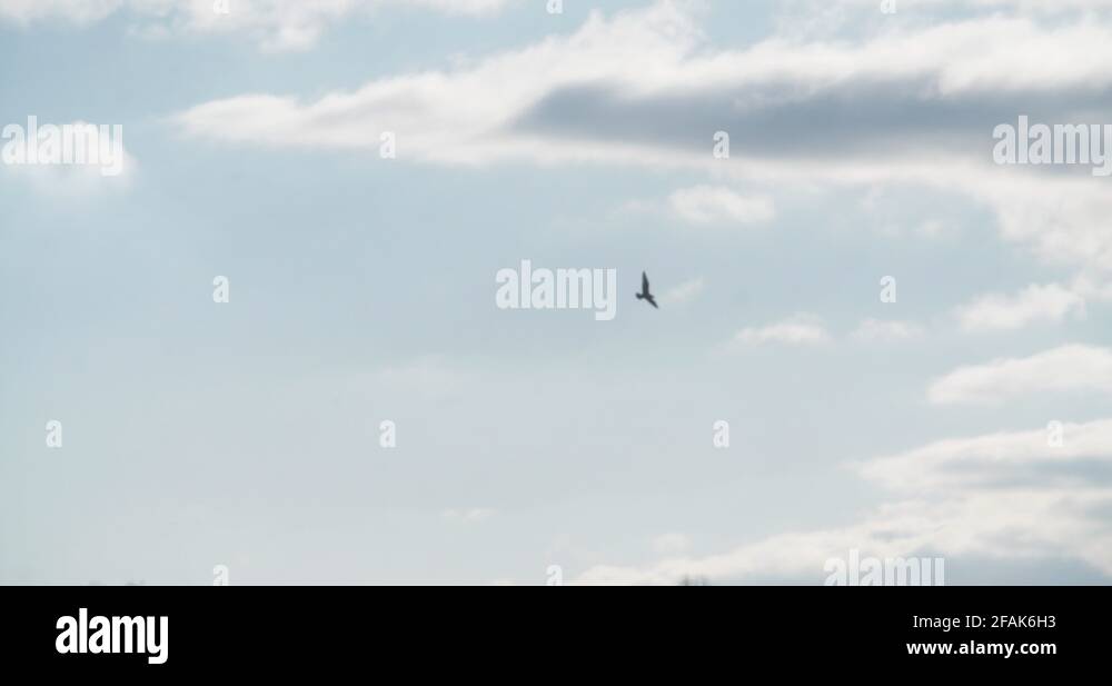 Predator silhouette Stock Videos & Footage - HD and 4K Video Clips - Alamy