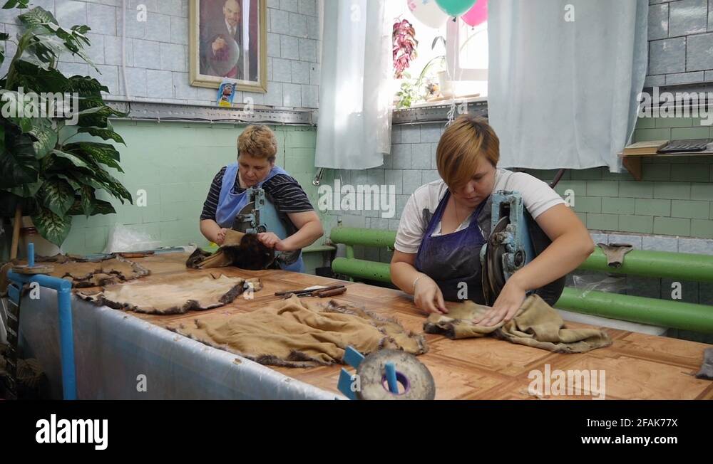 The process of creating products from animal skin, fur coat Stock Video ...