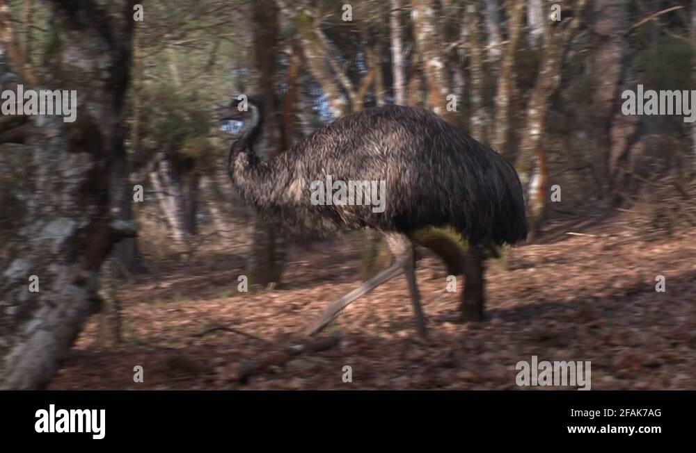 Emu hill nature reserve Stock Videos & Footage - HD and 4K Video Clips ...