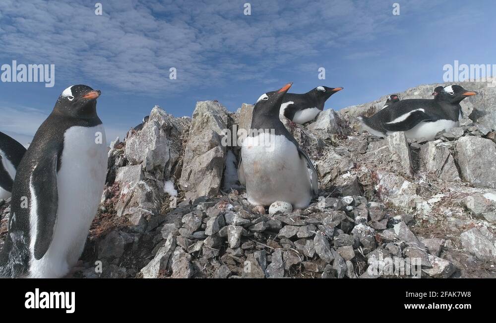 Penguin nest Stock Videos & Footage - HD and 4K Video Clips - Alamy