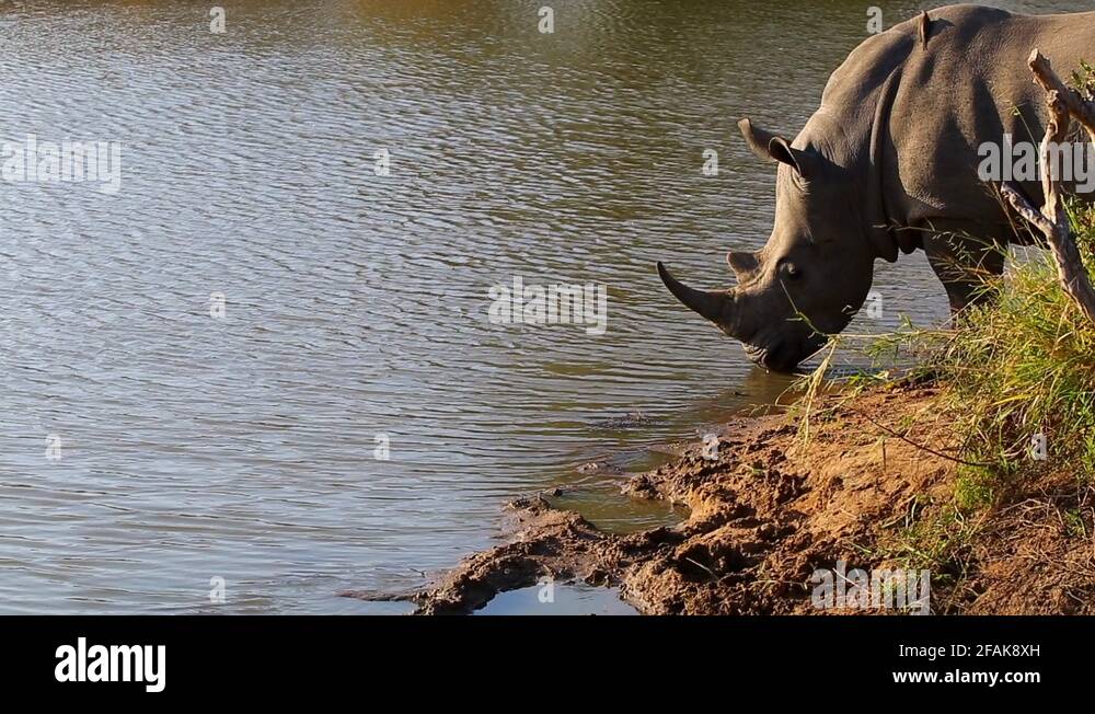 Rhino drinking Stock Videos & Footage - HD and 4K Video Clips - Alamy