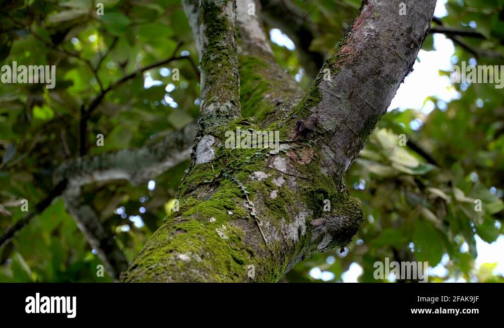 Casing tree Stock Videos & Footage - HD and 4K Video Clips - Alamy