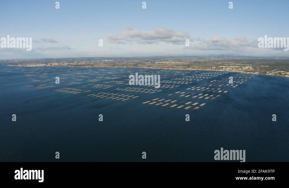 Shellfish culture Stock Videos & Footage - HD and 4K Video Clips - Alamy