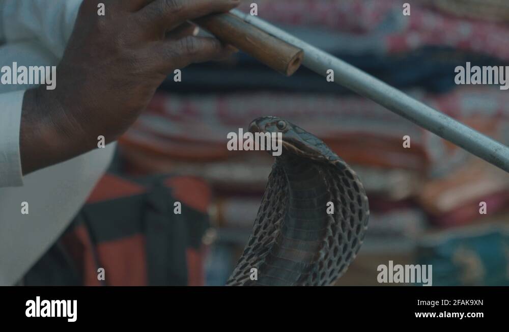 Snake charmer king cobra in Stock Videos & Footage - HD and 4K Video ...
