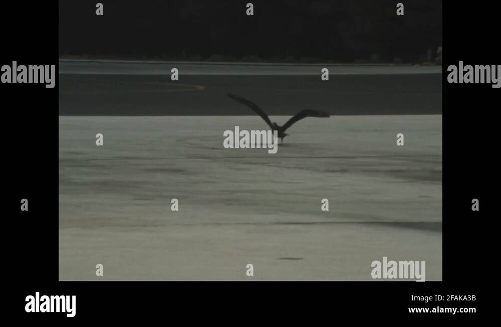 Airfield bird Stock Videos & Footage - HD and 4K Video Clips - Alamy