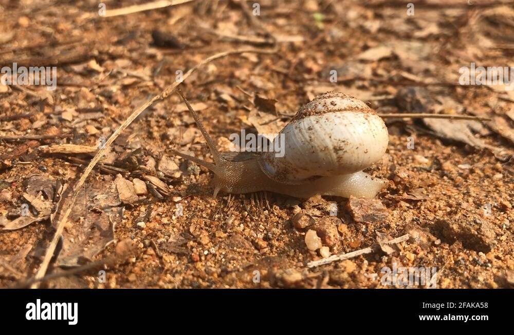 Spiral shell white background isolated Stock Videos & Footage - HD and ...
