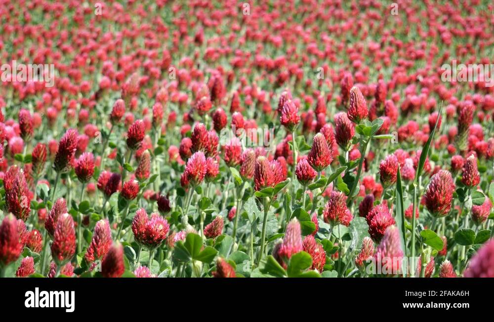 Italian clover Stock Videos & Footage - HD and 4K Video Clips - Alamy