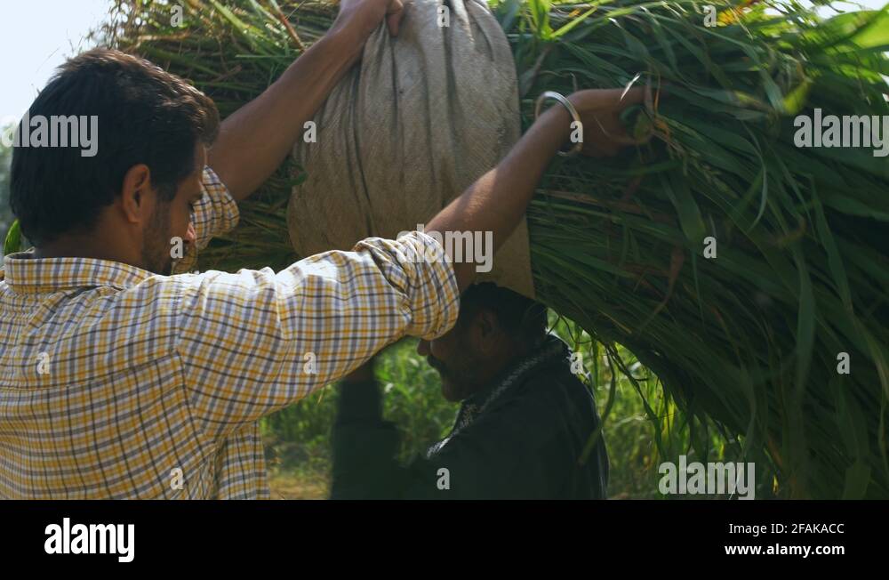 Farm laborers Stock Videos & Footage - HD and 4K Video Clips - Alamy