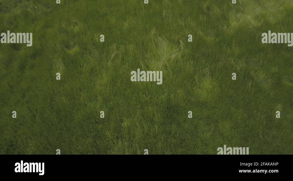 Green field long grass Stock Videos & Footage - HD and 4K Video Clips ...
