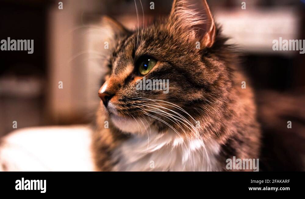 Awake cat Stock Videos & Footage - HD and 4K Video Clips - Alamy