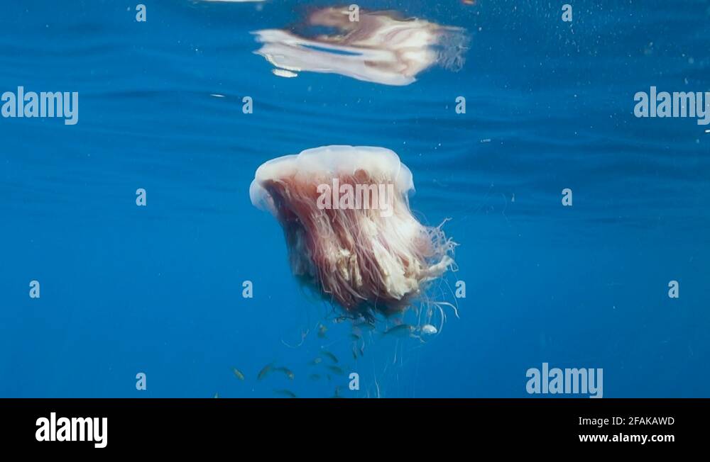 Fish take Stock Videos & Footage - HD and 4K Video Clips - Alamy