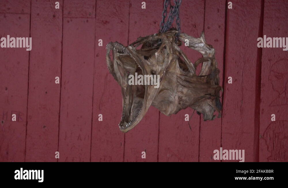 Fish head Stock Videos & Footage - HD and 4K Video Clips - Alamy