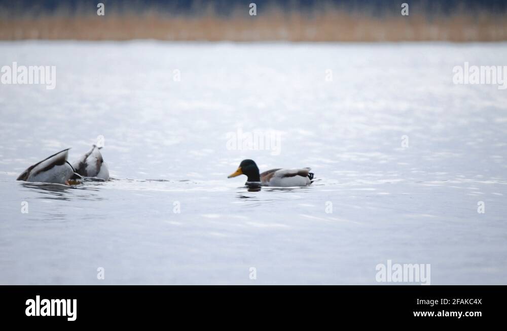 Feeding birds. A duck eats seeds in a forest in a lake or in a river ...