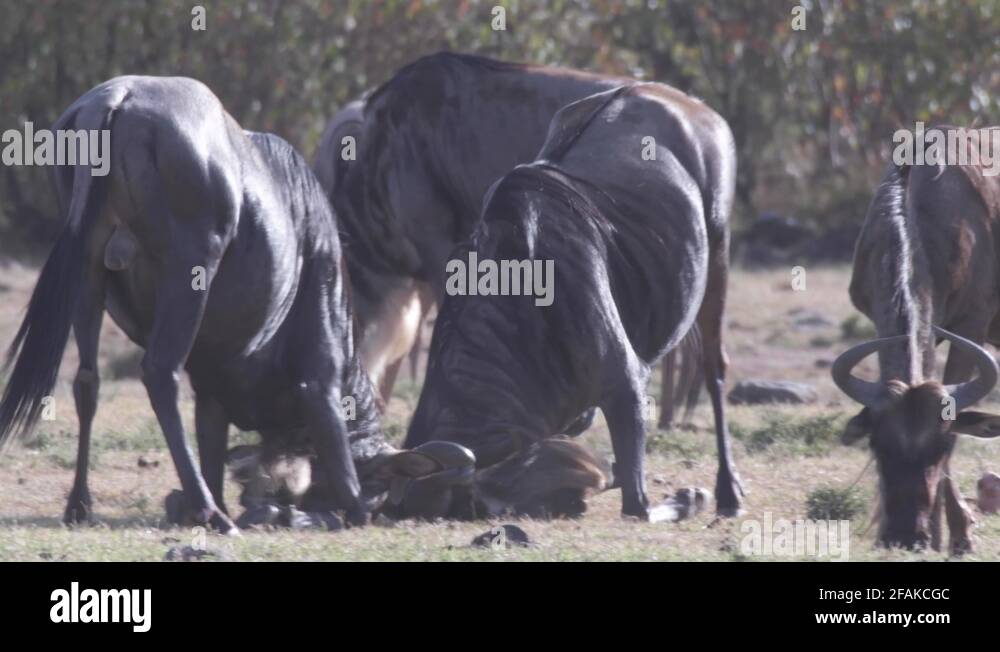 Mara migration Stock Videos & Footage - HD and 4K Video Clips - Alamy