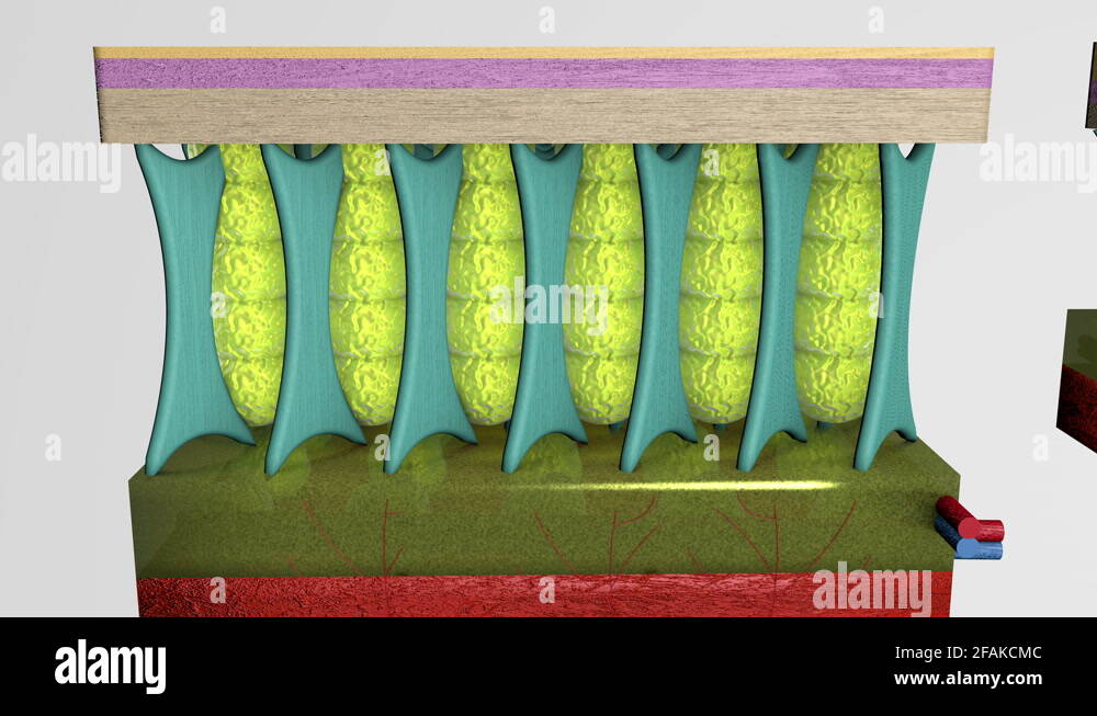 Human body structure with connective tissue Stock Videos & Footage - HD ...