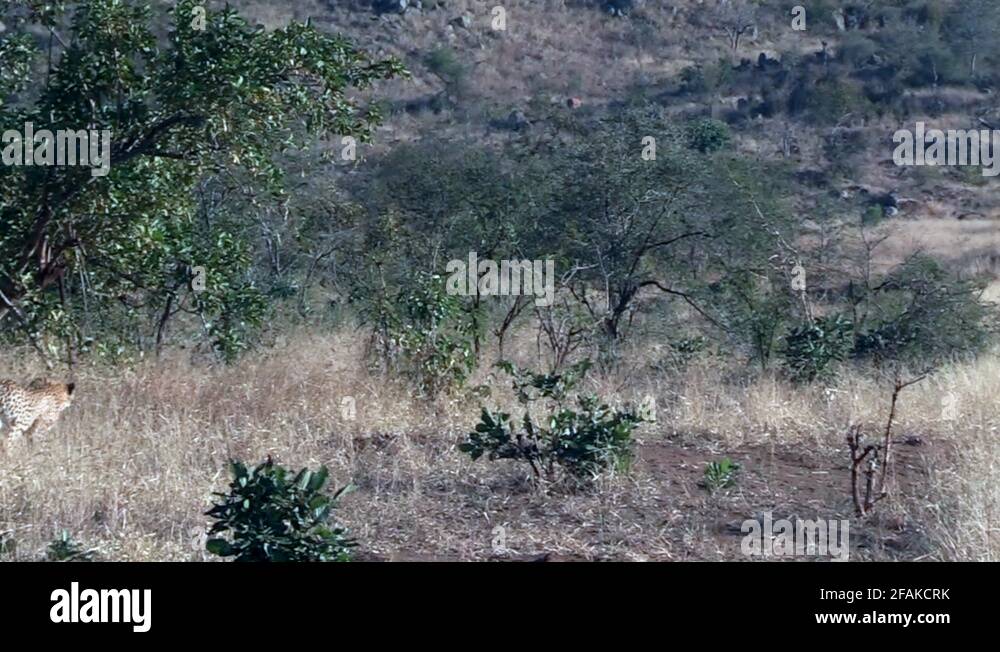 Failed camouflage Stock Videos & Footage - HD and 4K Video Clips - Alamy