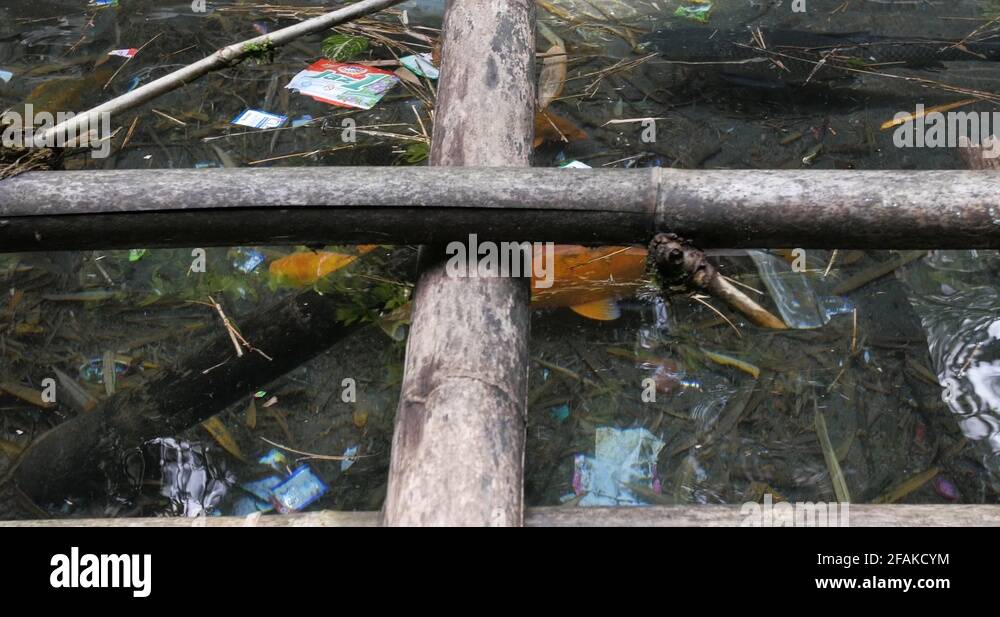 Fish swimming with trash Stock Videos & Footage - HD and 4K Video Clips ...