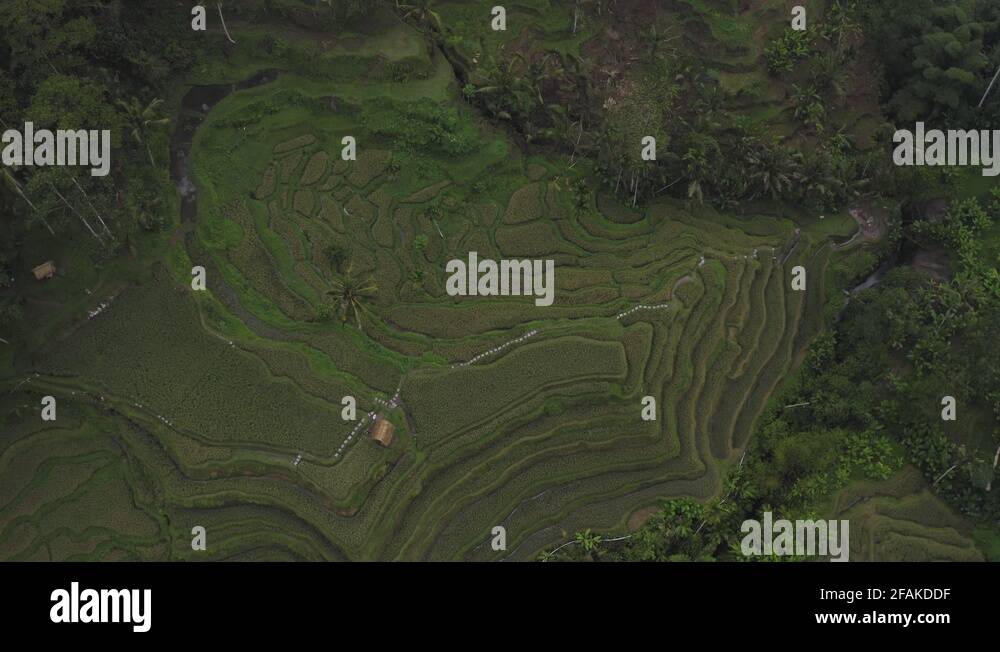 Bali ubud rice Stock Videos & Footage - HD and 4K Video Clips - Alamy