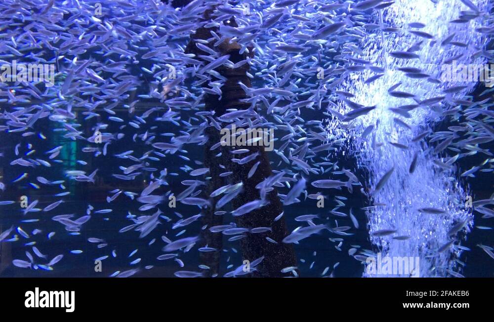 Fish and anchor Stock Videos & Footage - HD and 4K Video Clips - Alamy