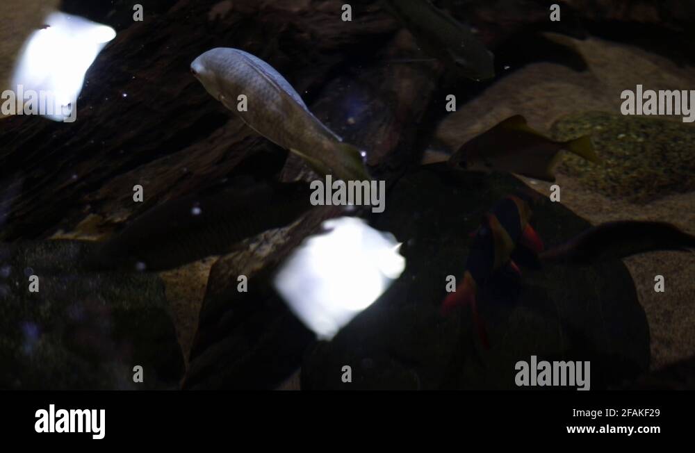 Finland swimming Stock Videos & Footage - HD and 4K Video Clips - Alamy