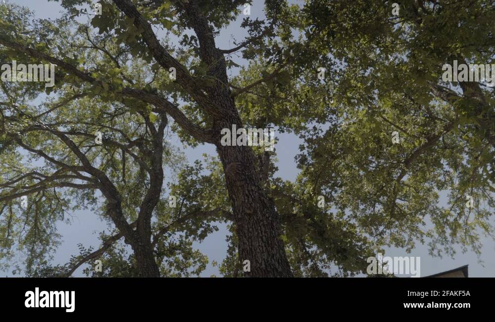 Beautiful shot trees in park Stock Videos & Footage - HD and 4K Video ...