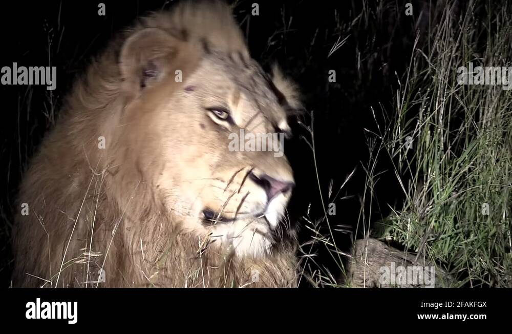 Detail of a male lion waking up at night. Greater Kruger South Africa ...