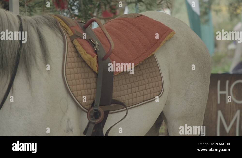 Mini stallion Stock Videos & Footage - HD and 4K Video Clips - Alamy