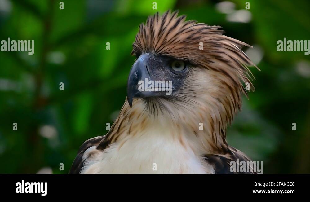 The Philippine Eagle also known as the Monkey-eating Eagle is ...