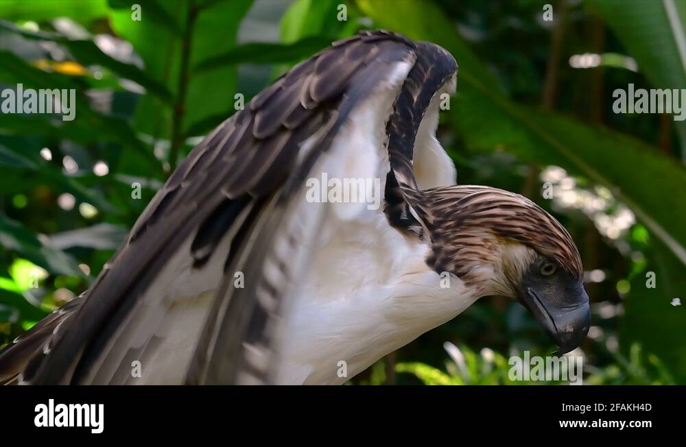 The Philippine Eagle also known as the Monkey-eating Eagle is ...