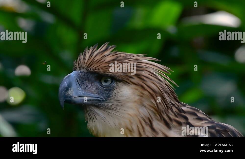 The Philippine Eagle also known as the Monkey-eating Eagle is ...