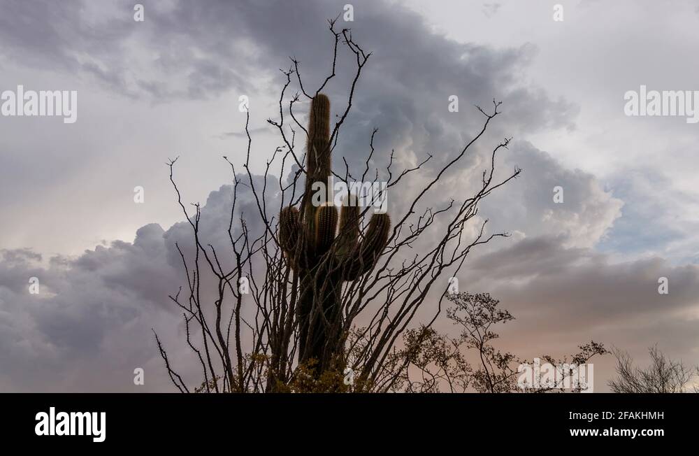 Scary cactus Stock Videos & Footage - HD and 4K Video Clips - Alamy