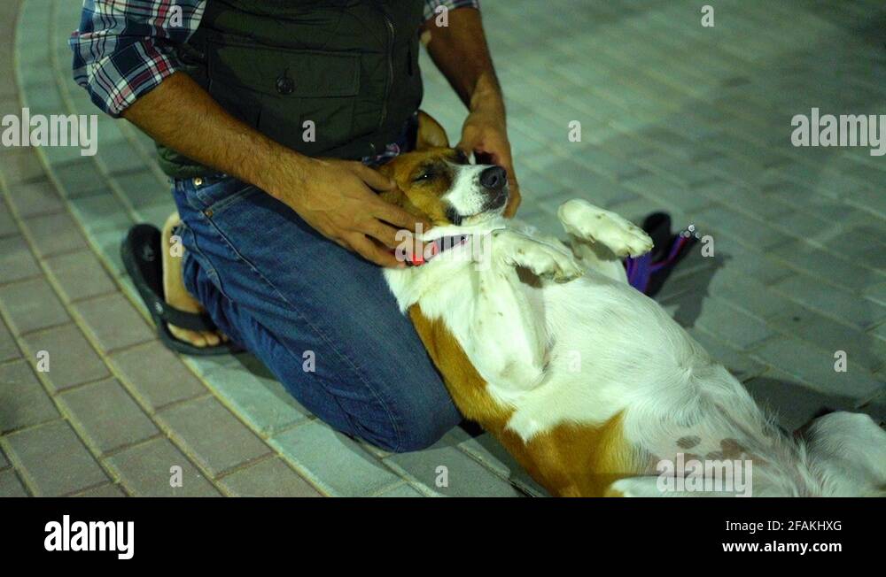 Fat dog and fat owner Stock Videos & Footage - HD and 4K Video Clips ...