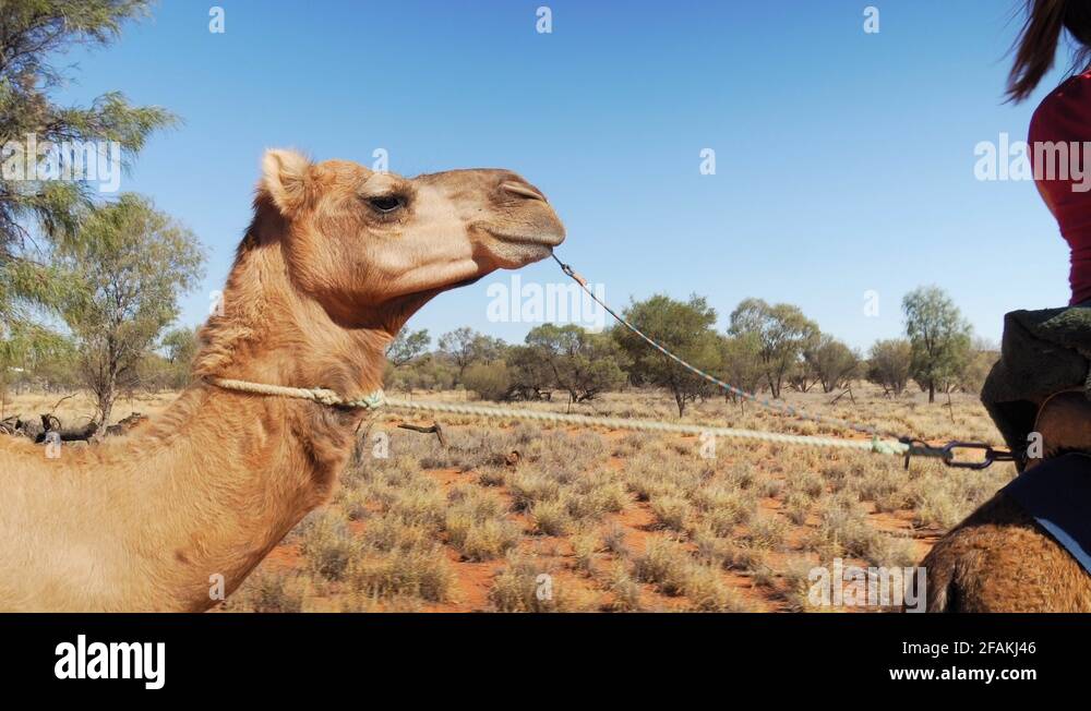 Camel trek egypt Stock Videos & Footage - HD and 4K Video Clips - Alamy