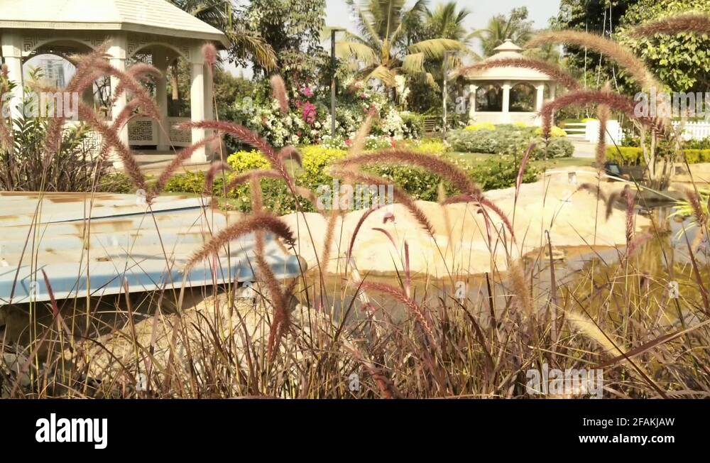 Dancing leaf Stock Videos & Footage - HD and 4K Video Clips - Alamy