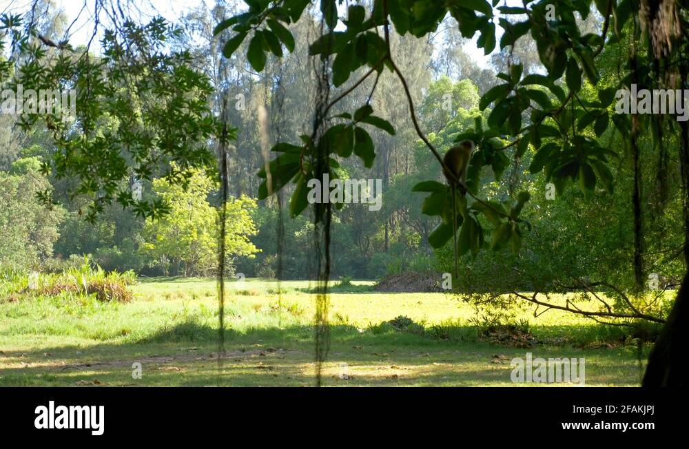 Monkey falls Stock Videos & Footage - HD and 4K Video Clips - Alamy