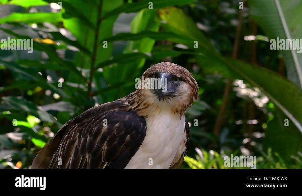 The Philippine Eagle also known as the Monkey-eating Eagle is ...