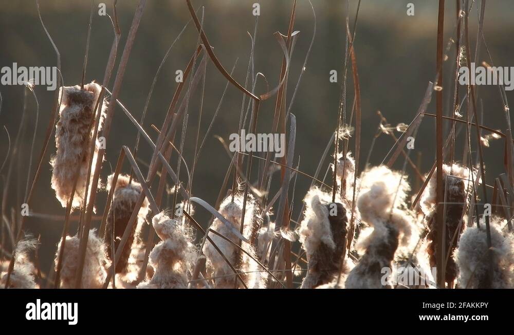 Mace plant Stock Videos & Footage - HD and 4K Video Clips - Alamy