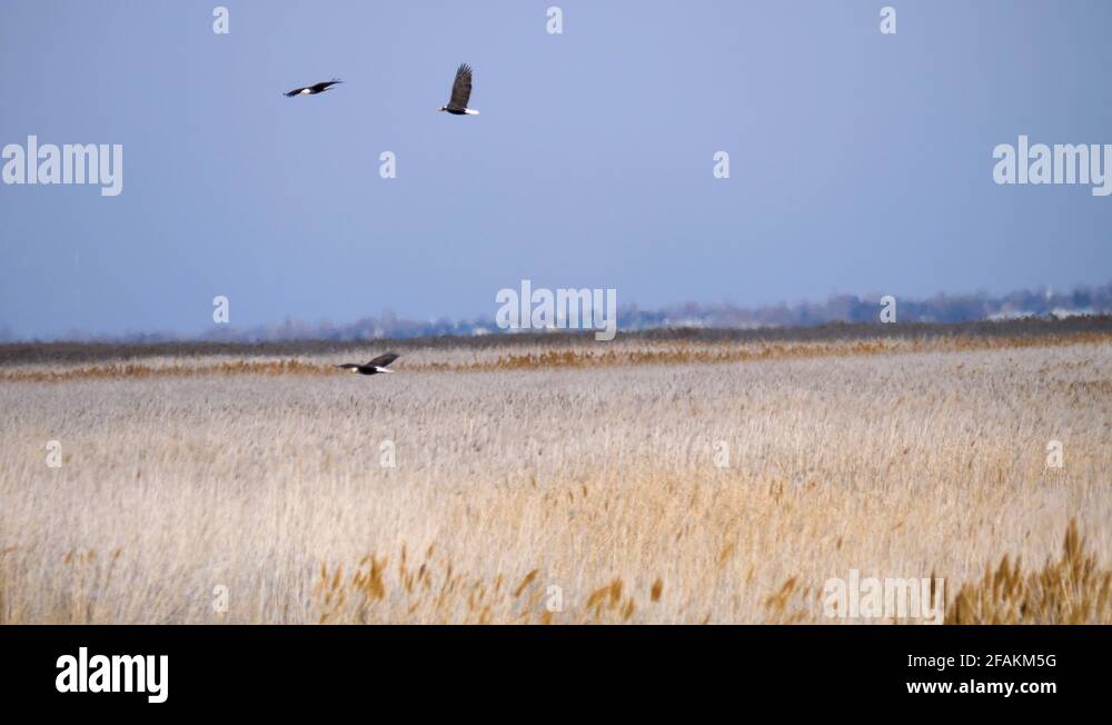 Beak bird flight flying three Stock Videos & Footage - HD and 4K Video ...