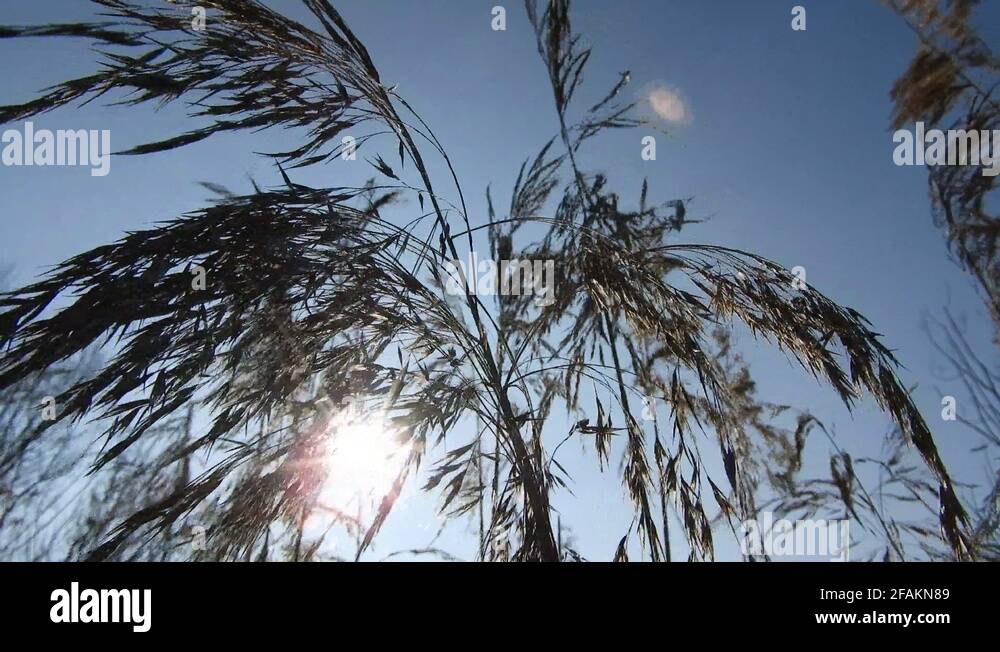 Spice of wheat beaten by the wind in the beating of sun rays at sunset ...